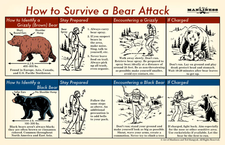 How to Survive a Bear Attack: The Complete Guide | Art of Manliness