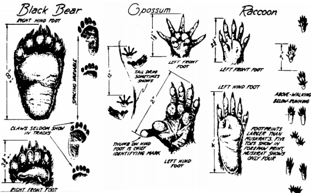 How to Identify and Track Animal Footprints | The Art of Manliness