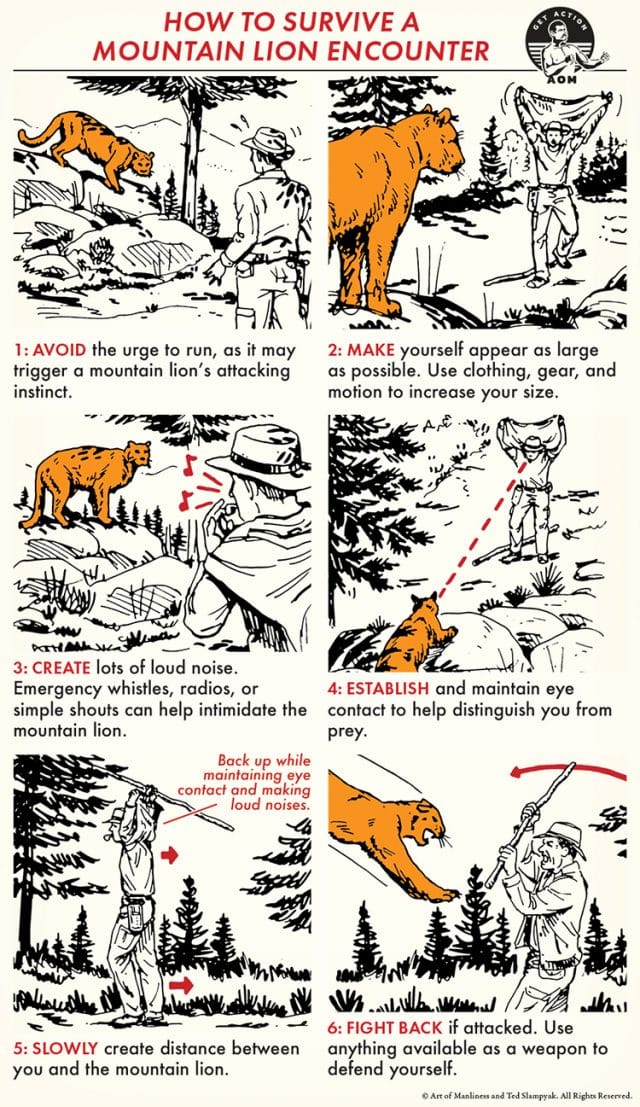 How to Survive a Mountain Lion Encounter | The Art of Manliness