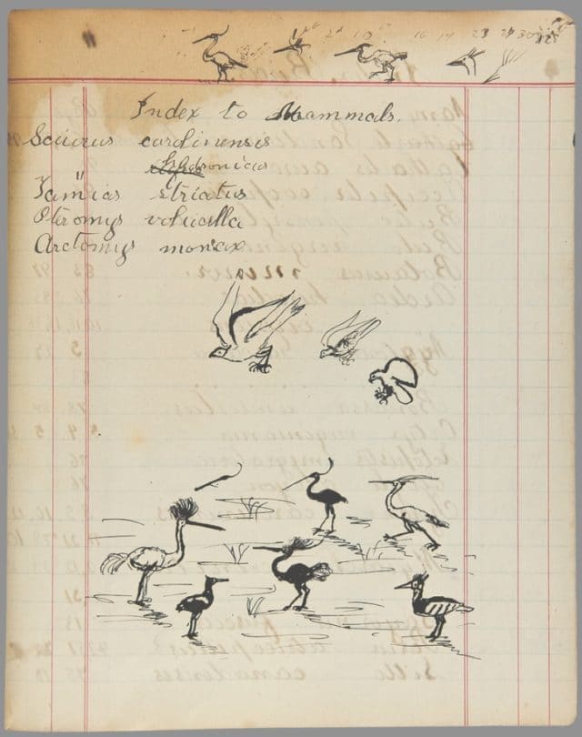 The Journals and Field Notes of Teddy Roosevelt | The Art of Manliness