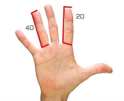 2D:4D Ratio, Testosterone, and Masculinity | The Art of Manliness