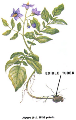 The Ultimate Guide to Wild Edible Plants | The Art of Manliness