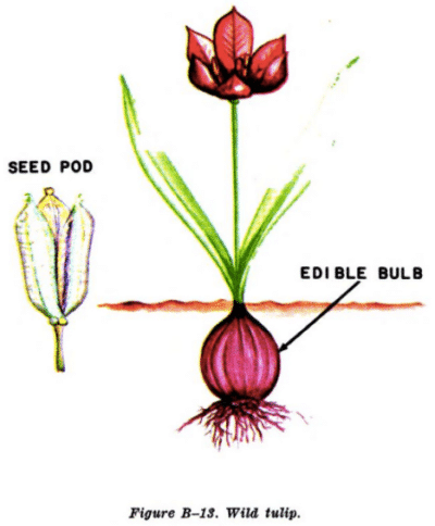 The Ultimate Guide to Wild Edible Plants | The Art of Manliness