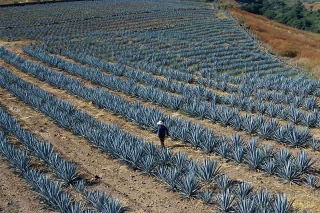Tequila — What It Is, How Its Made, and Drinks to Try | Art of Manliness