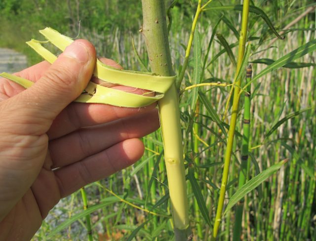 Using Willow Bark as Natural Aspirin | The Art of Manliness