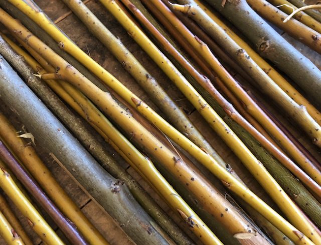 Using Willow Bark as Natural Aspirin | The Art of Manliness