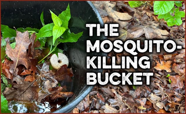 Eliminate Mosquitoes with the Power of the Mosquito Bucket | The Art of ...