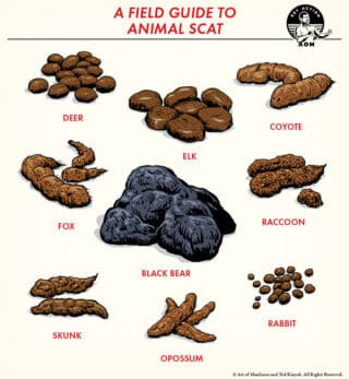 A Field Guide to Animal Scat | The Art of Manliness