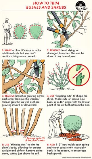 The Right Way to Trim Bushes and Shrubs | The Art of Manliness