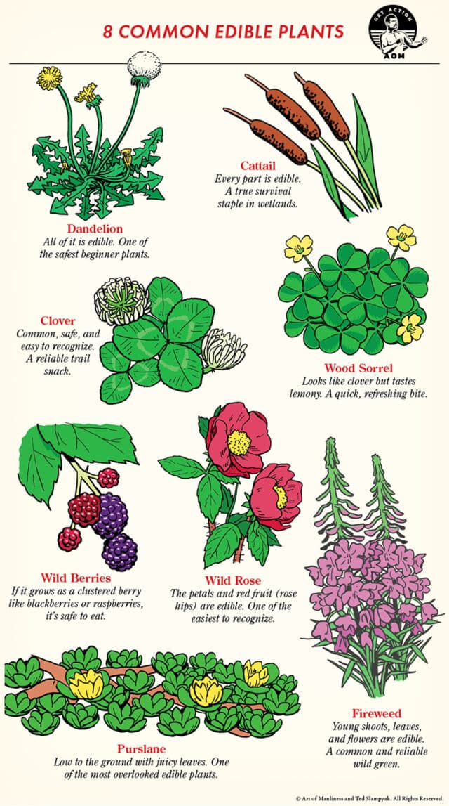 A Field Guide to Common Edible Plants | The Art of Manliness